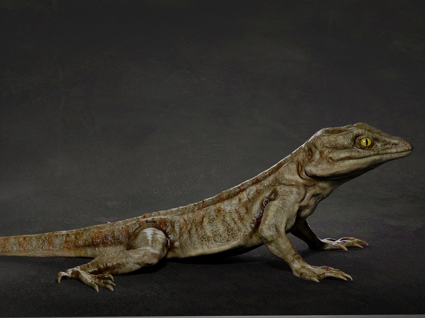 Lizard 3D Model - TurboSquid 1895880