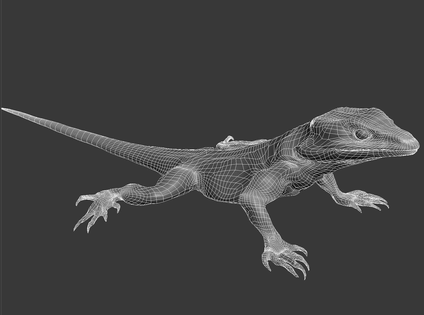 Lizard 3D Model - TurboSquid 1895880