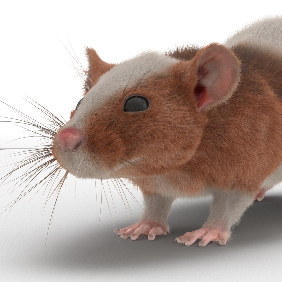 rat 3 3d max