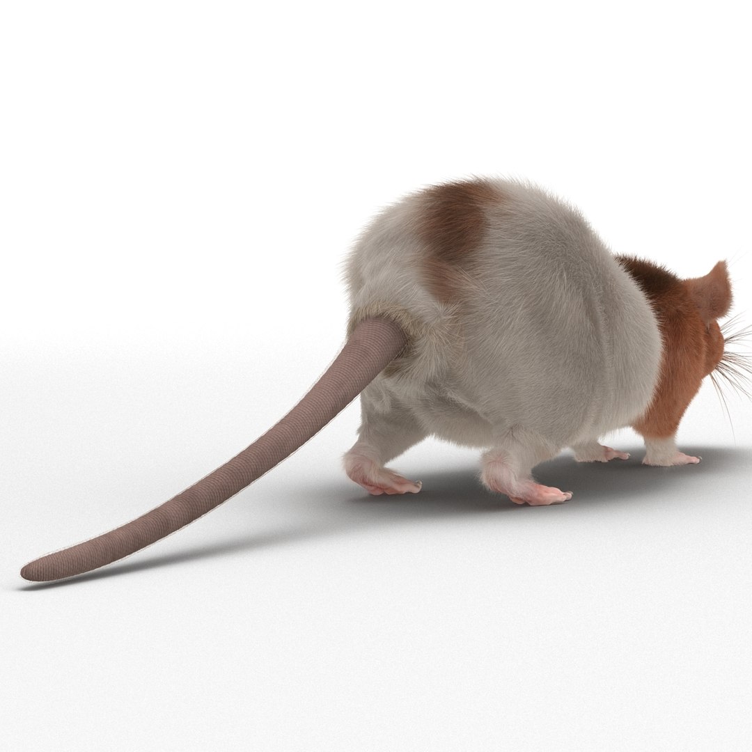 Rat 3 3d Max