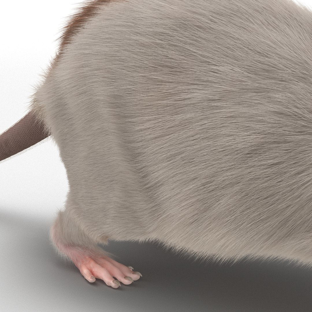 rat 3 3d max