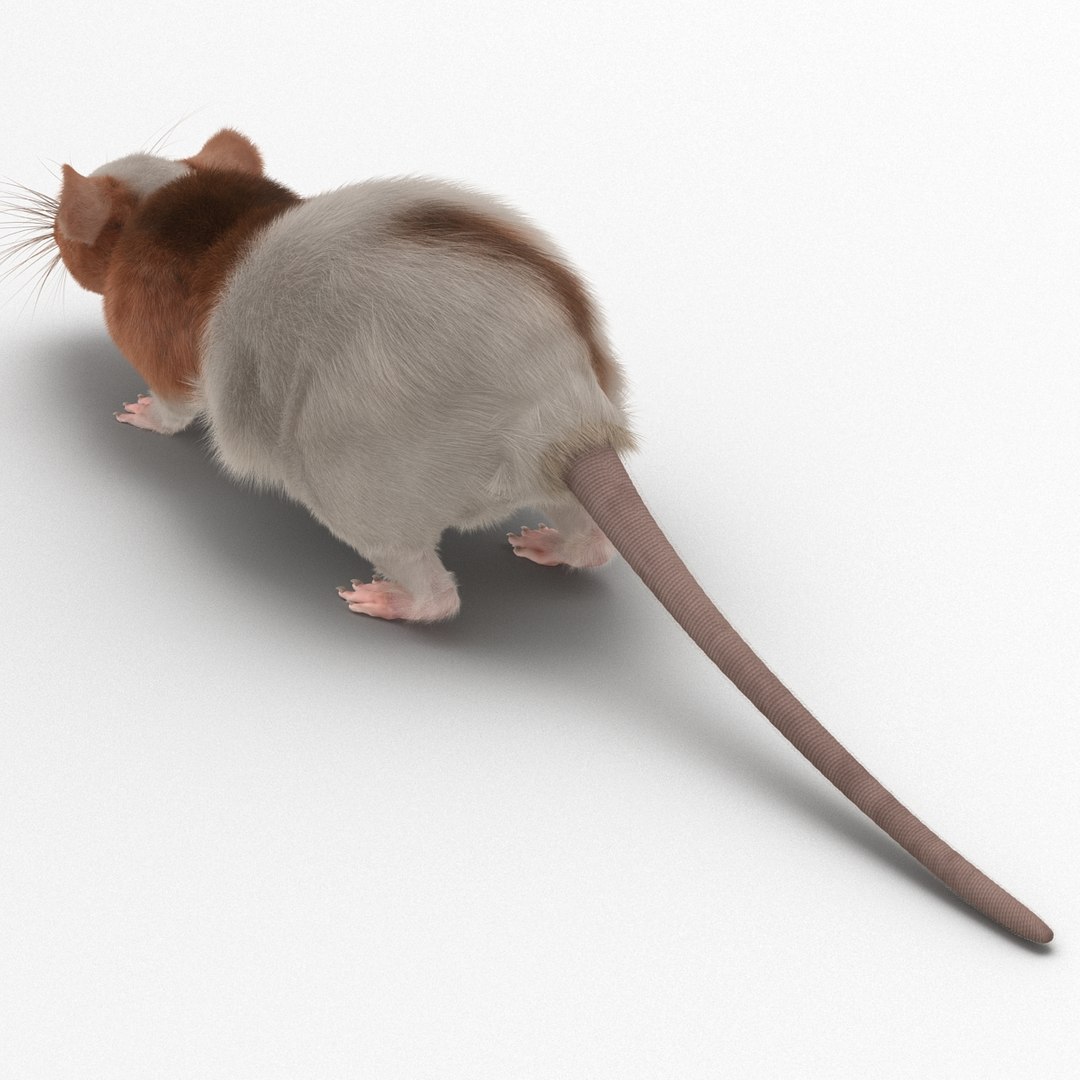 Rat 3 3d Max