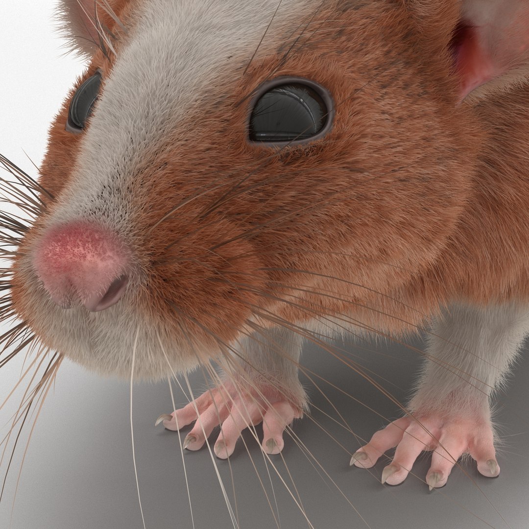 rat 3 3d max