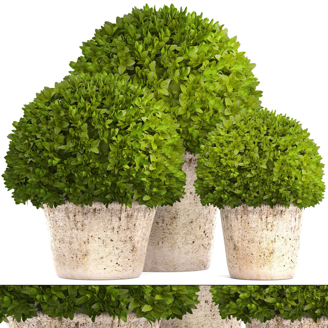 3D Topiary Bush Buxus Model - TurboSquid 1222968