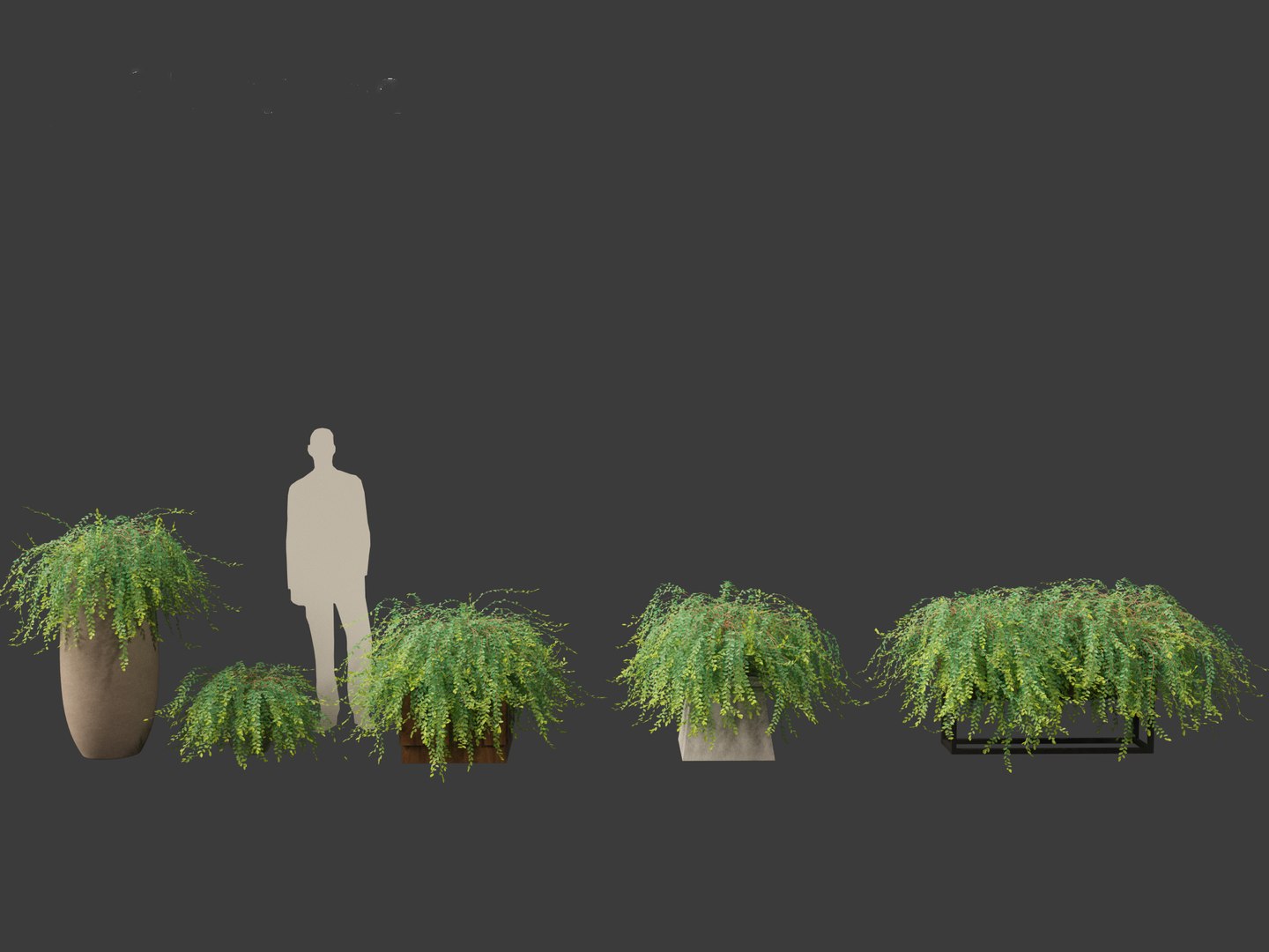 Phyllanthus Cochinchinensis - Vietnam Leaf-Flower 0 3D - TurboSquid 2101989