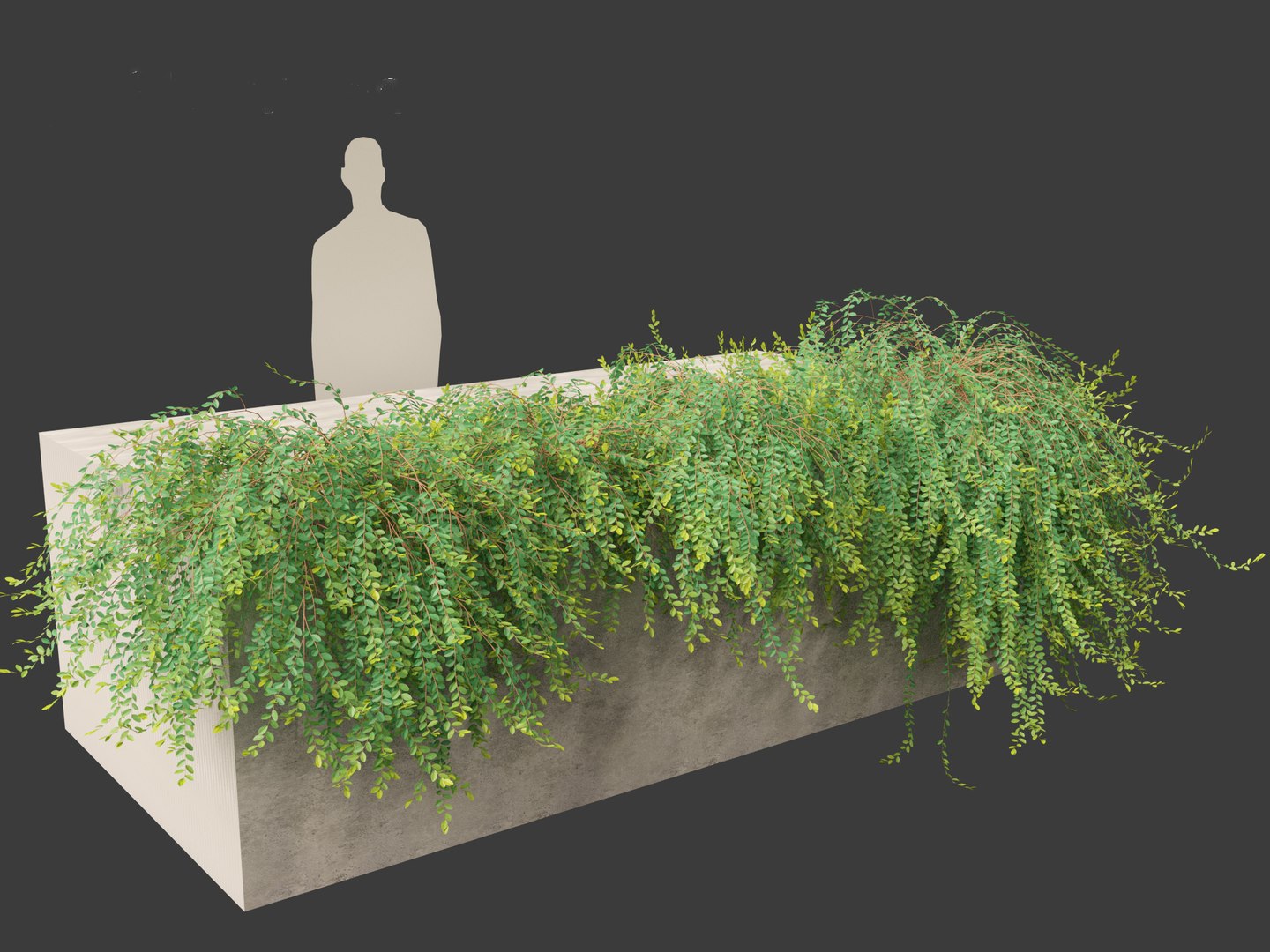 Phyllanthus Cochinchinensis - Vietnam Leaf-Flower 0 3D - TurboSquid 2101989