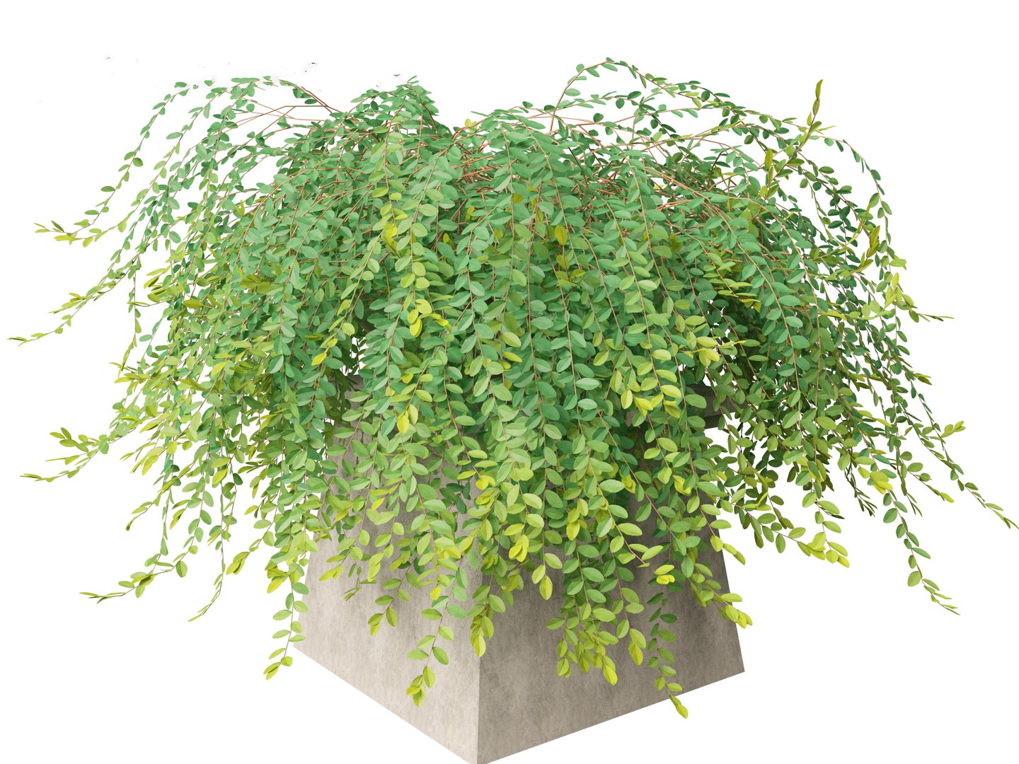 Phyllanthus Cochinchinensis - Vietnam Leaf-Flower 0 3D - TurboSquid 2101989