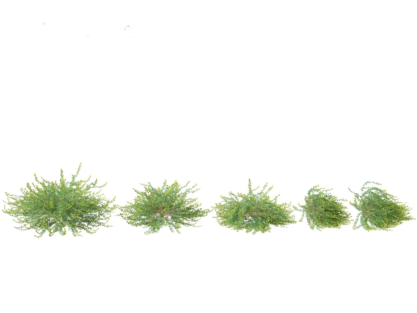 Phyllanthus Cochinchinensis - Vietnam Leaf-Flower 0 3D - TurboSquid 2101989