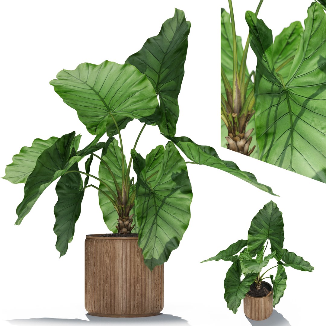 3D Plants Collection 548 - TurboSquid 1860130