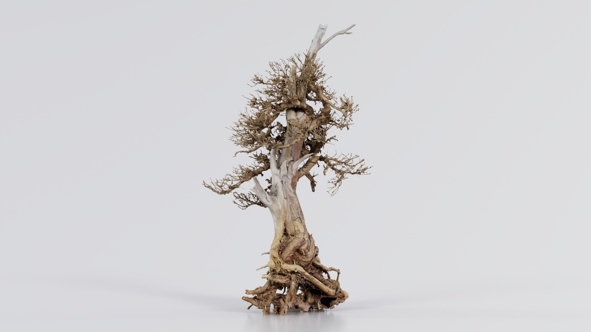 3D Dead Bonsai Tree 5 Remastered - TurboSquid 2363129
