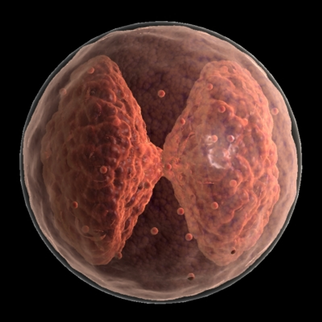 3d basophil medical model