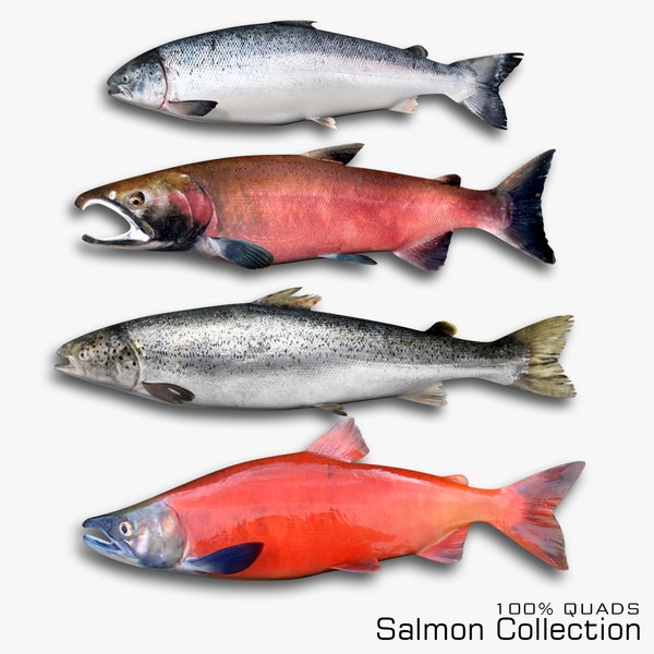 3d atlantic salmon fish swimming model