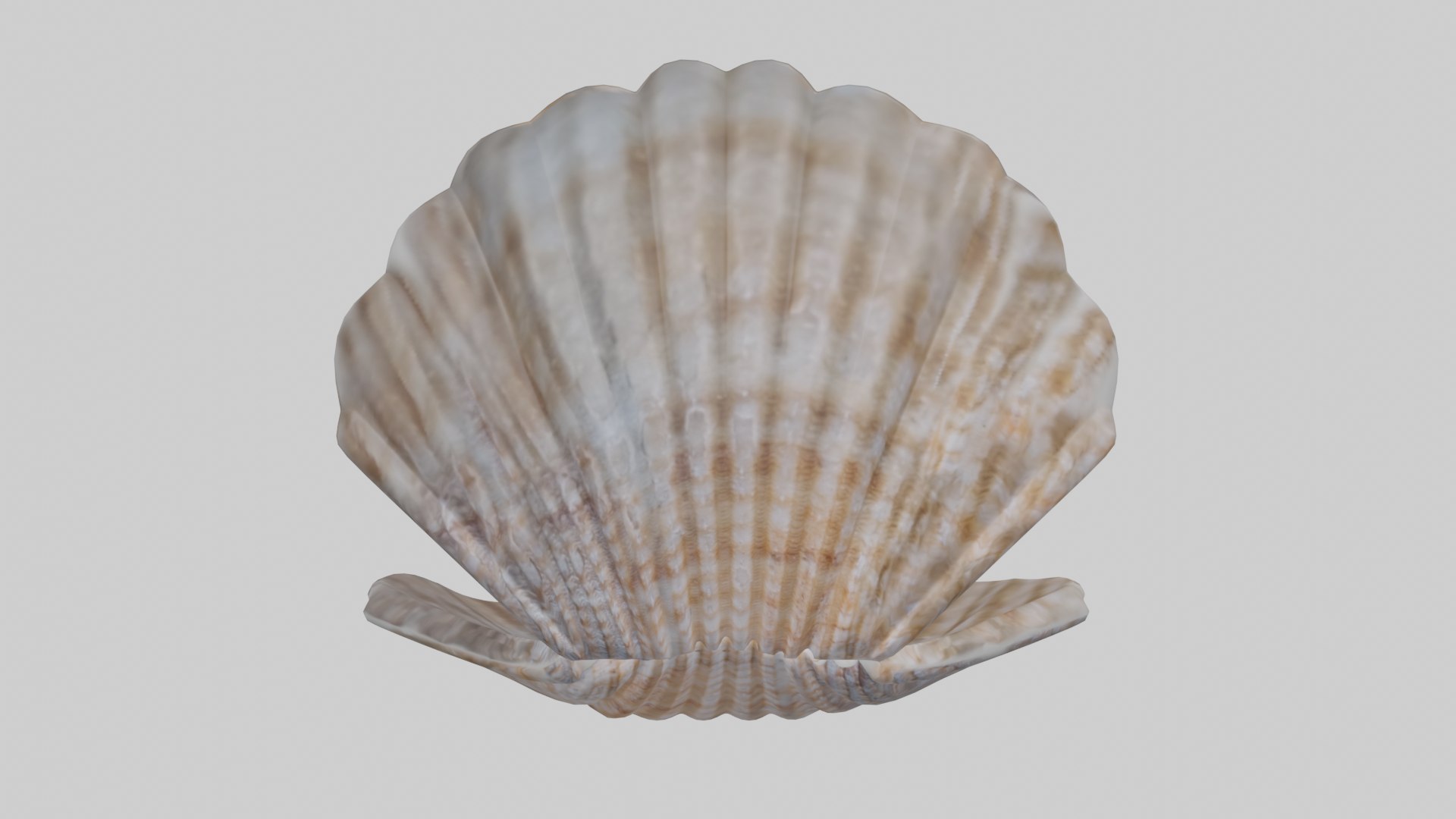 3D Sea Shell - TurboSquid 2070224