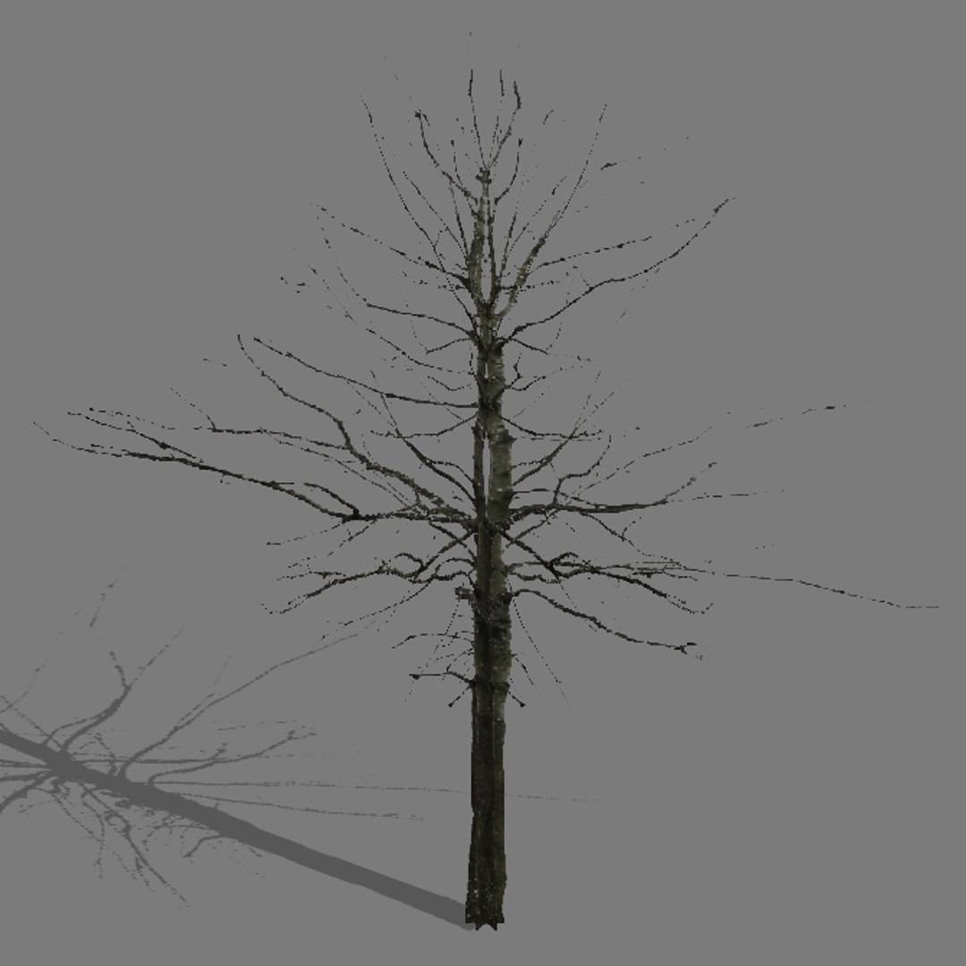 Winter Trees 3d Model