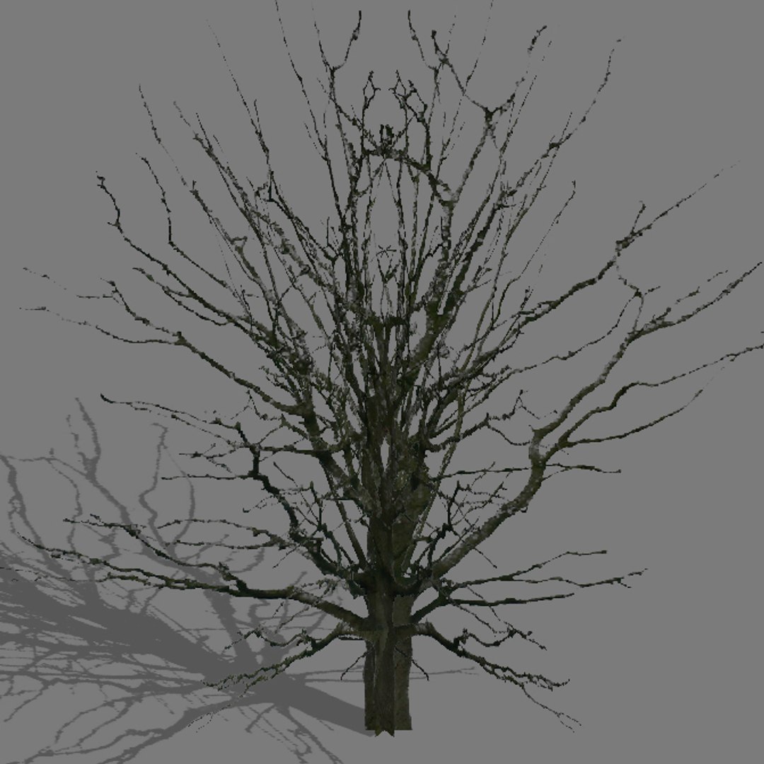 Winter Trees 3d Model