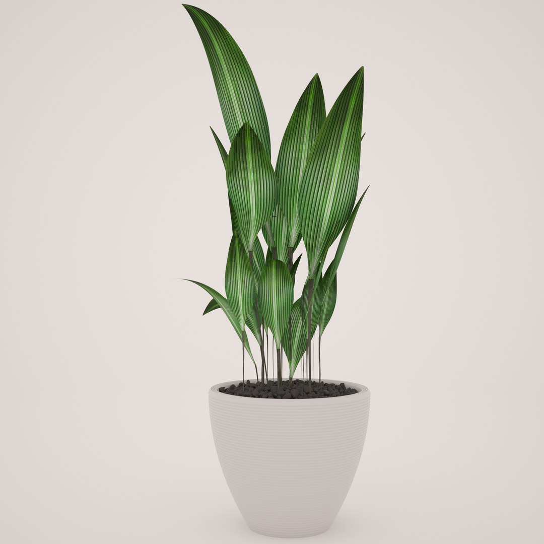3D Ficus Plant Tree Model - TurboSquid 1528195