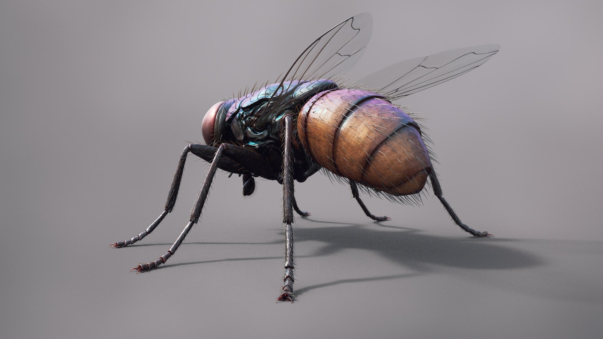 3D housefly realistic wings model - TurboSquid 1573199