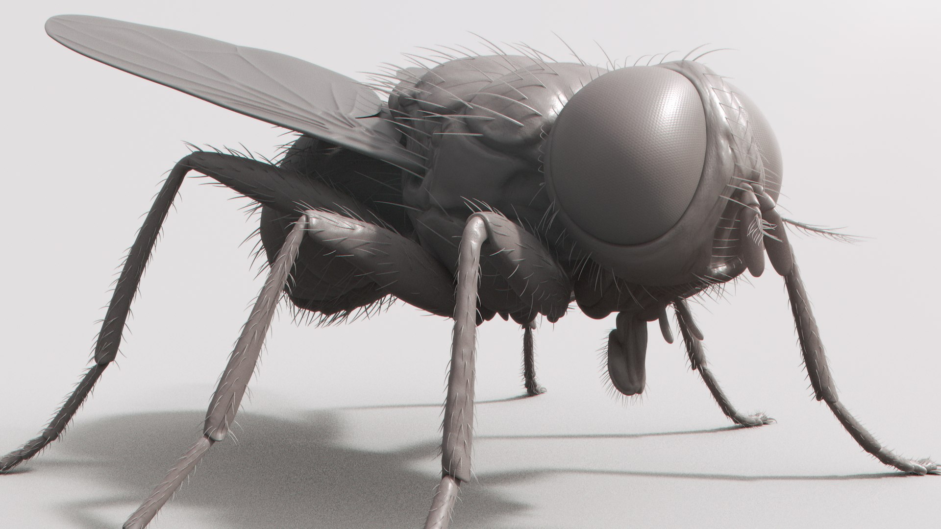 3D housefly realistic wings model - TurboSquid 1573199
