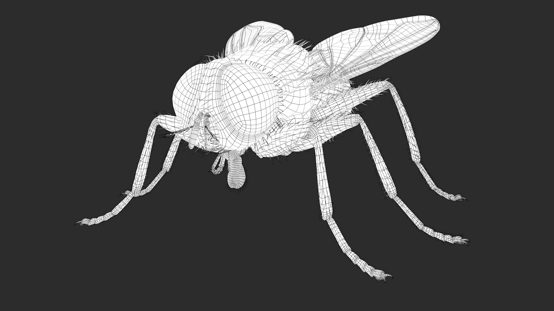 3D housefly realistic wings model - TurboSquid 1573199