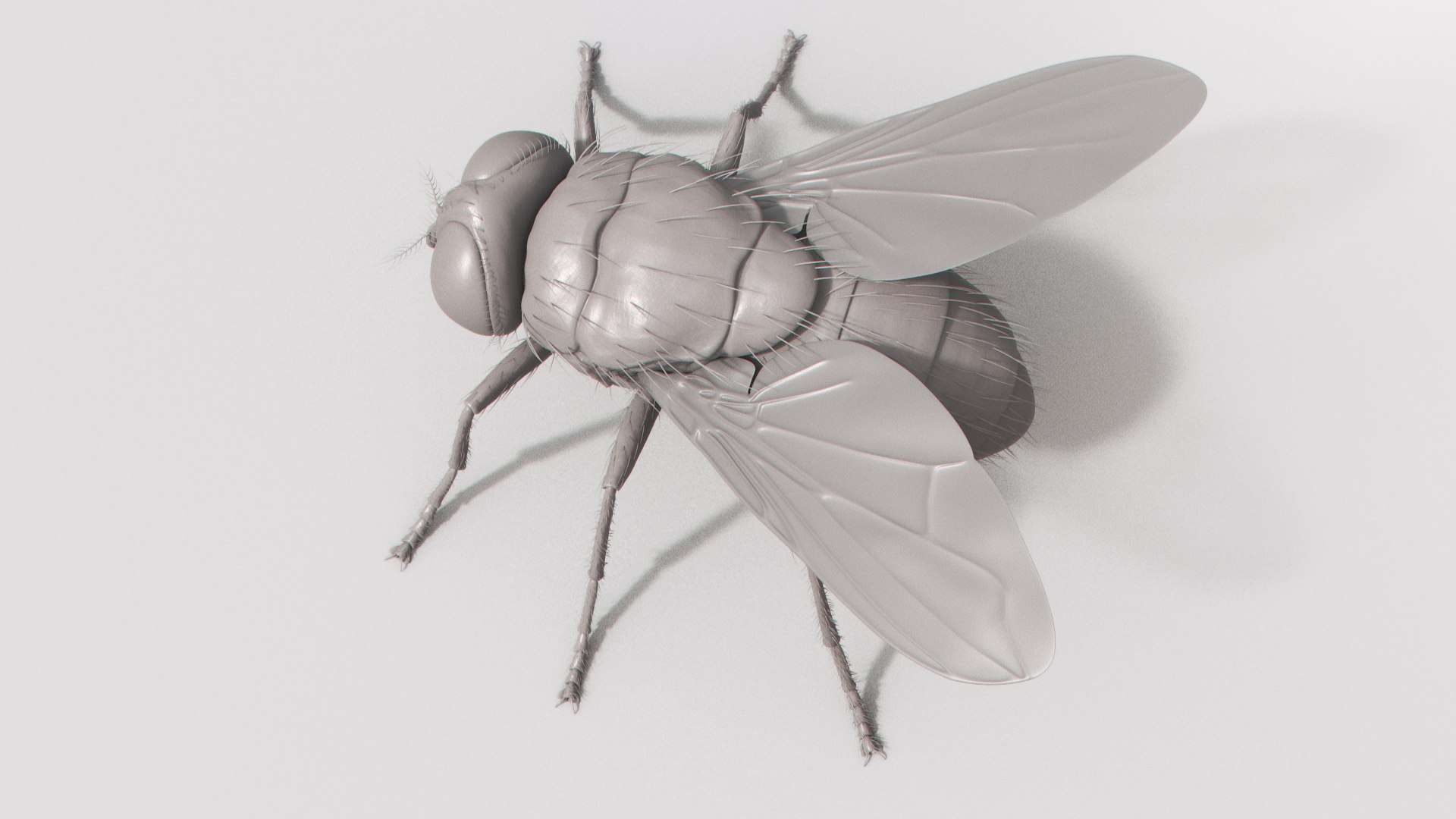 3D housefly realistic wings model - TurboSquid 1573199