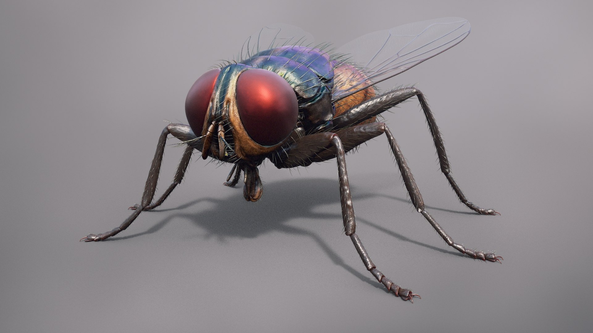 3D Housefly Realistic Wings Model - TurboSquid 1573199