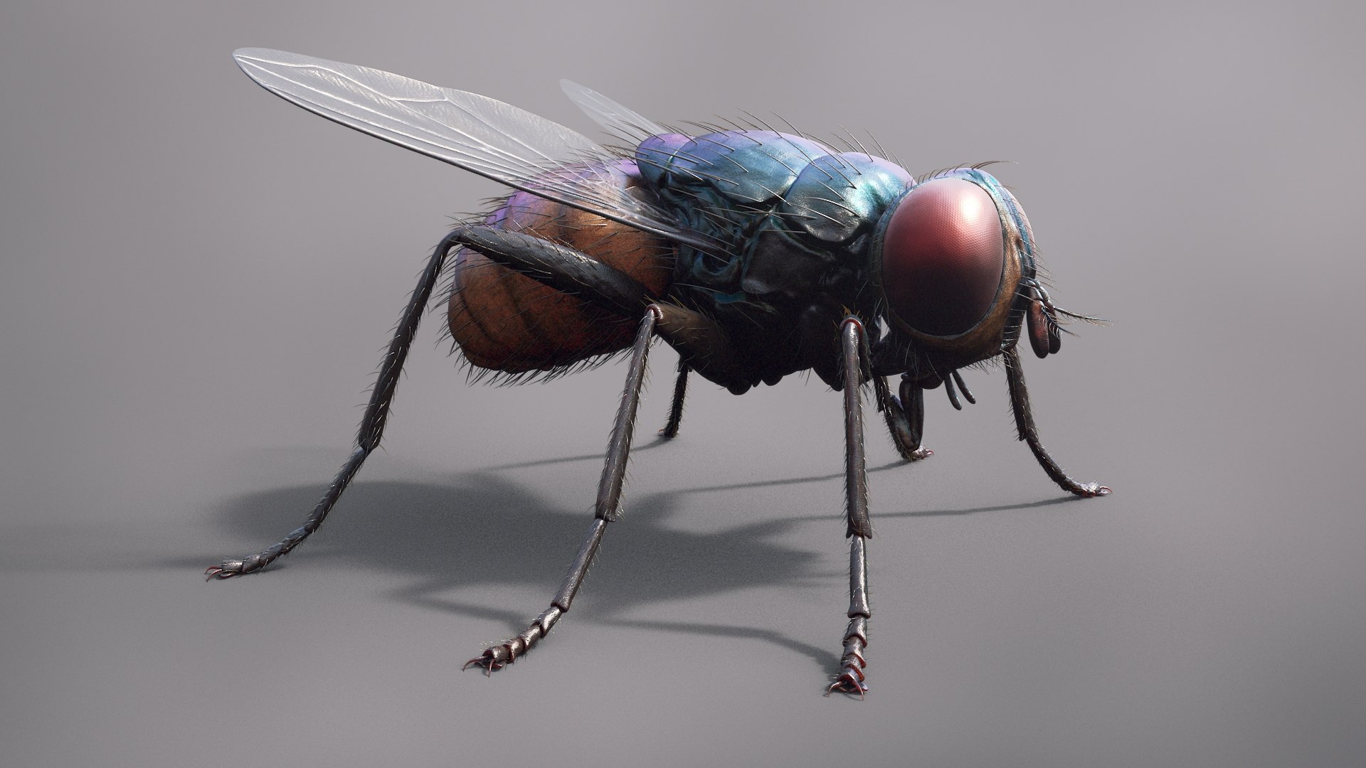 3D Housefly Realistic Wings Model - TurboSquid 1573199
