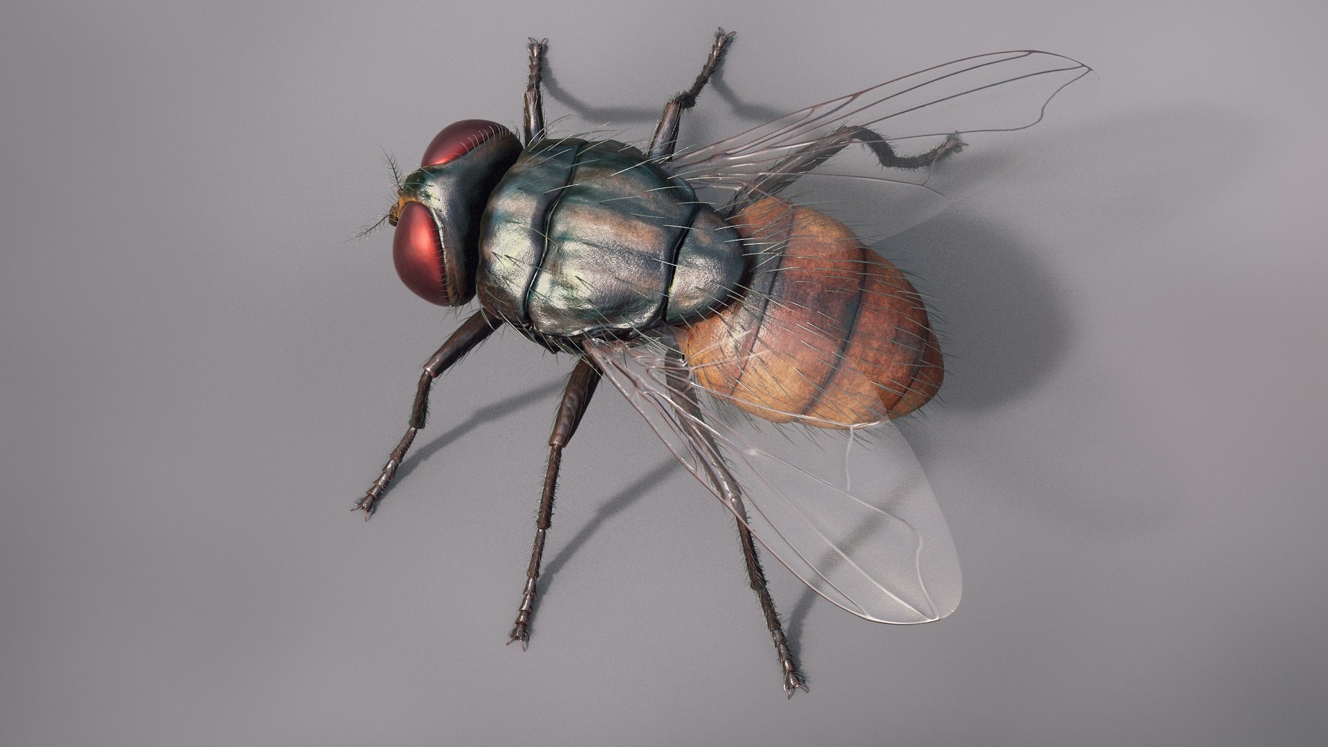 3D housefly realistic wings model - TurboSquid 1573199