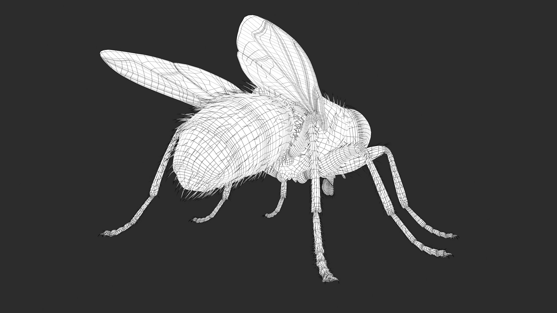 3D housefly realistic wings model - TurboSquid 1573199