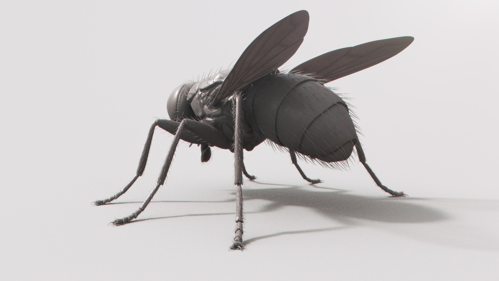 3D Housefly Realistic Wings Model - TurboSquid 1573199
