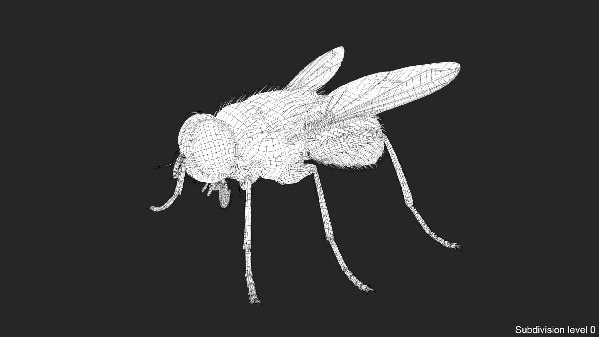 3D housefly realistic wings model - TurboSquid 1573199