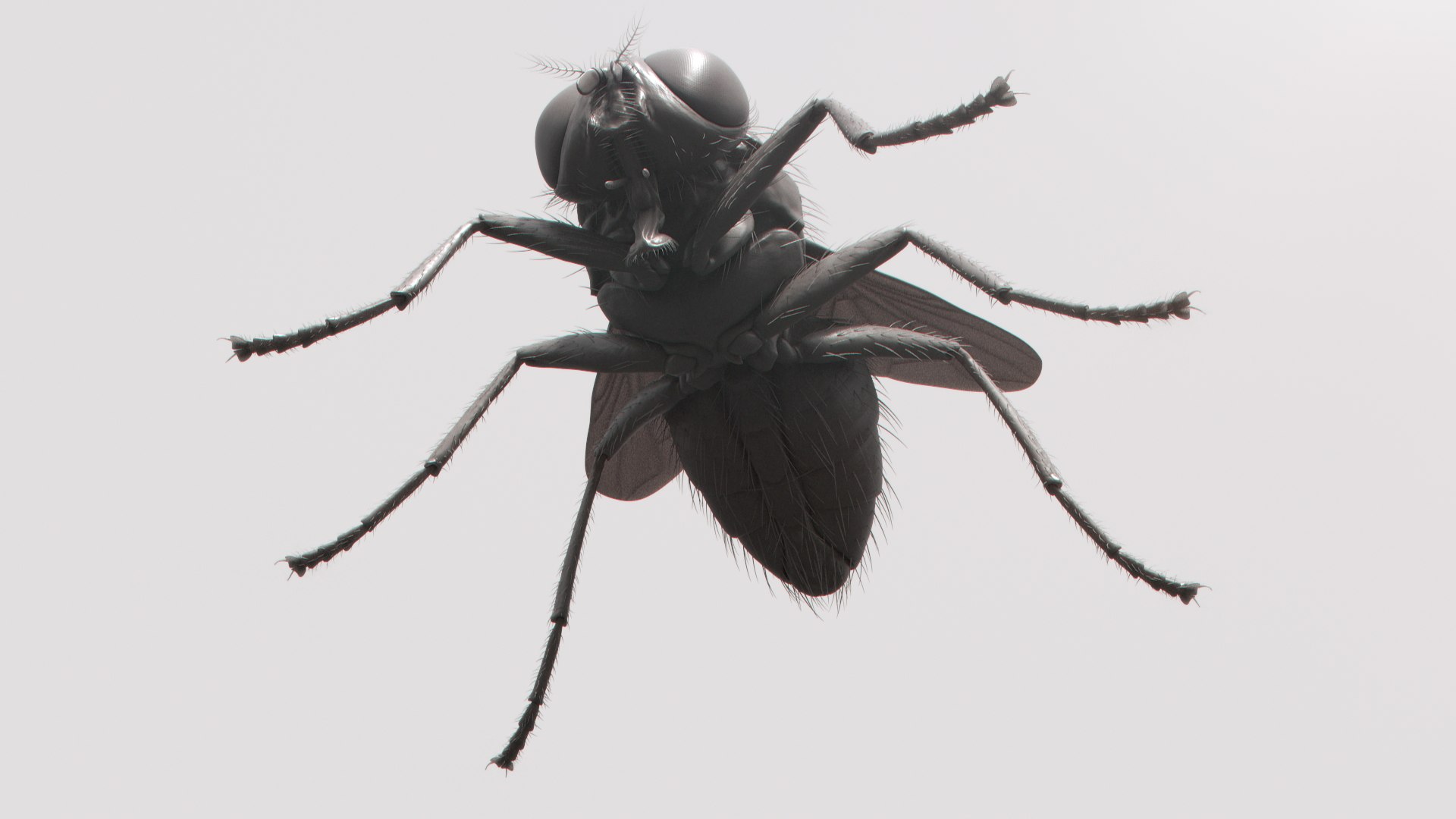 3D Housefly Realistic Wings Model - TurboSquid 1573199