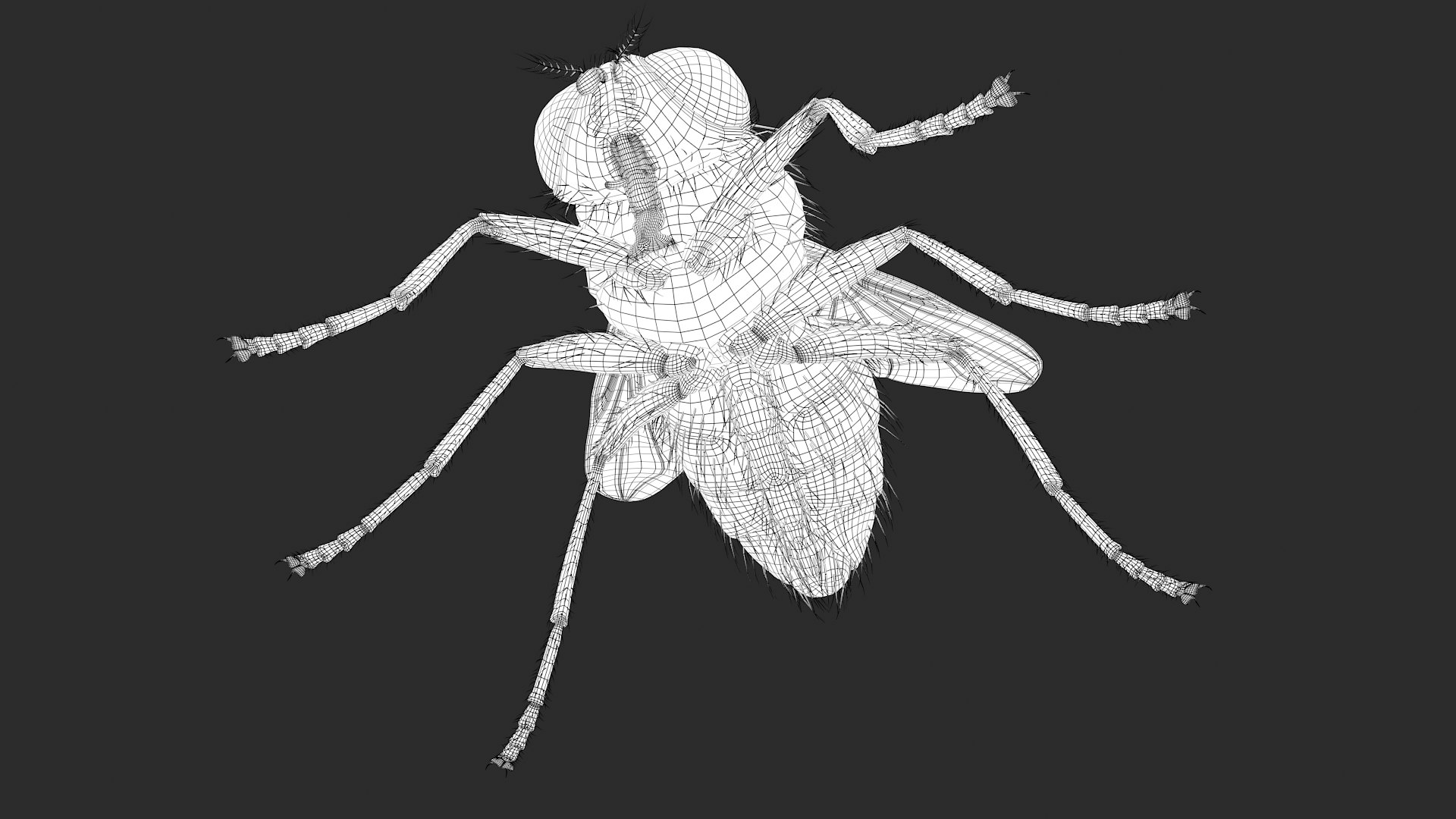 3D housefly realistic wings model - TurboSquid 1573199