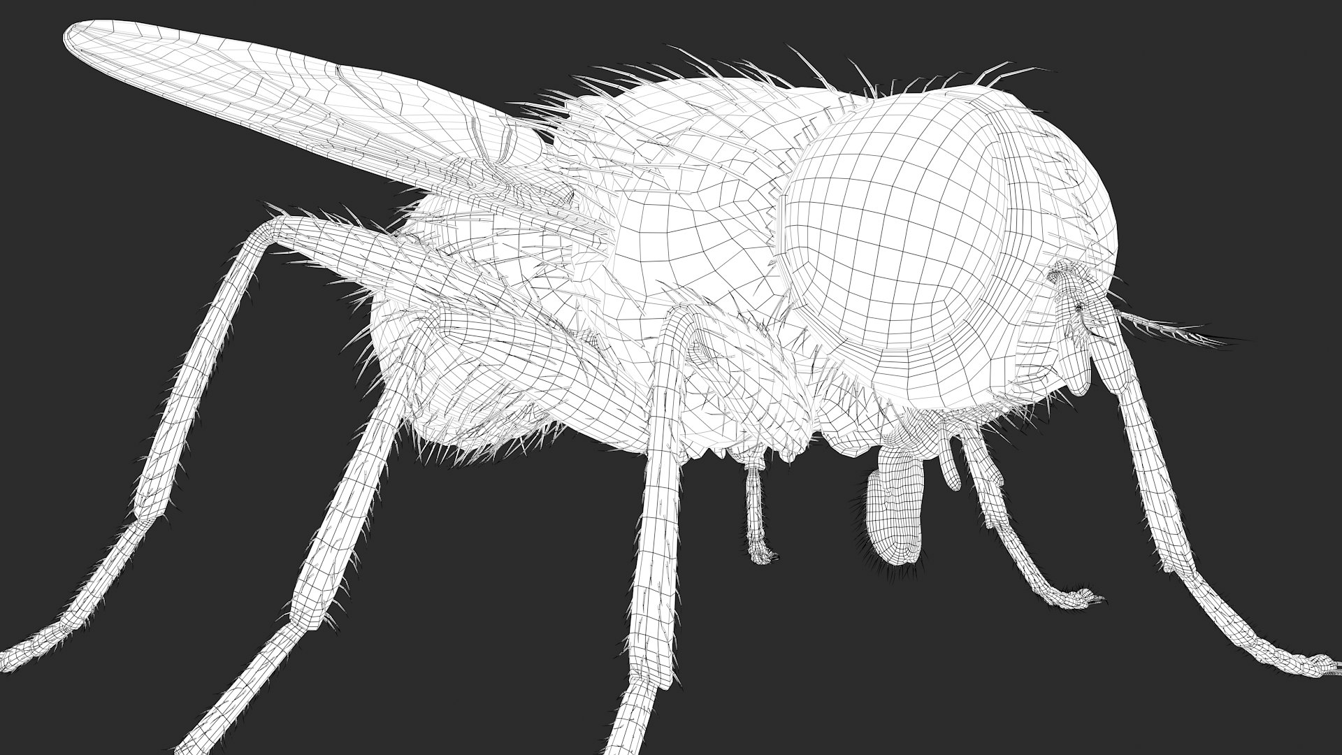 3D housefly realistic wings model - TurboSquid 1573199