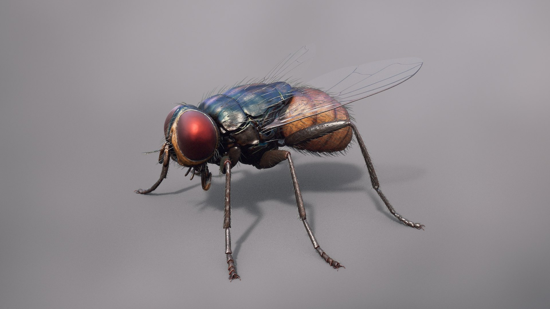 3D housefly realistic wings model - TurboSquid 1573199