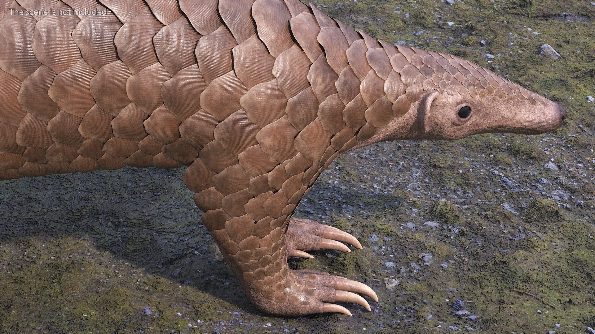 3D Pangolin Rigged For Maya - TurboSquid 2296453