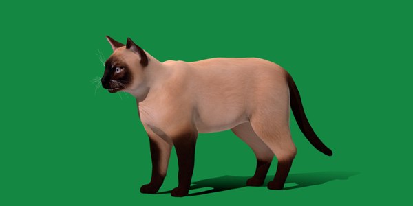 Siamese 3D Models for Download | TurboSquid
