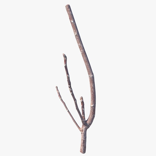 Twig 3D Models for Download | TurboSquid
