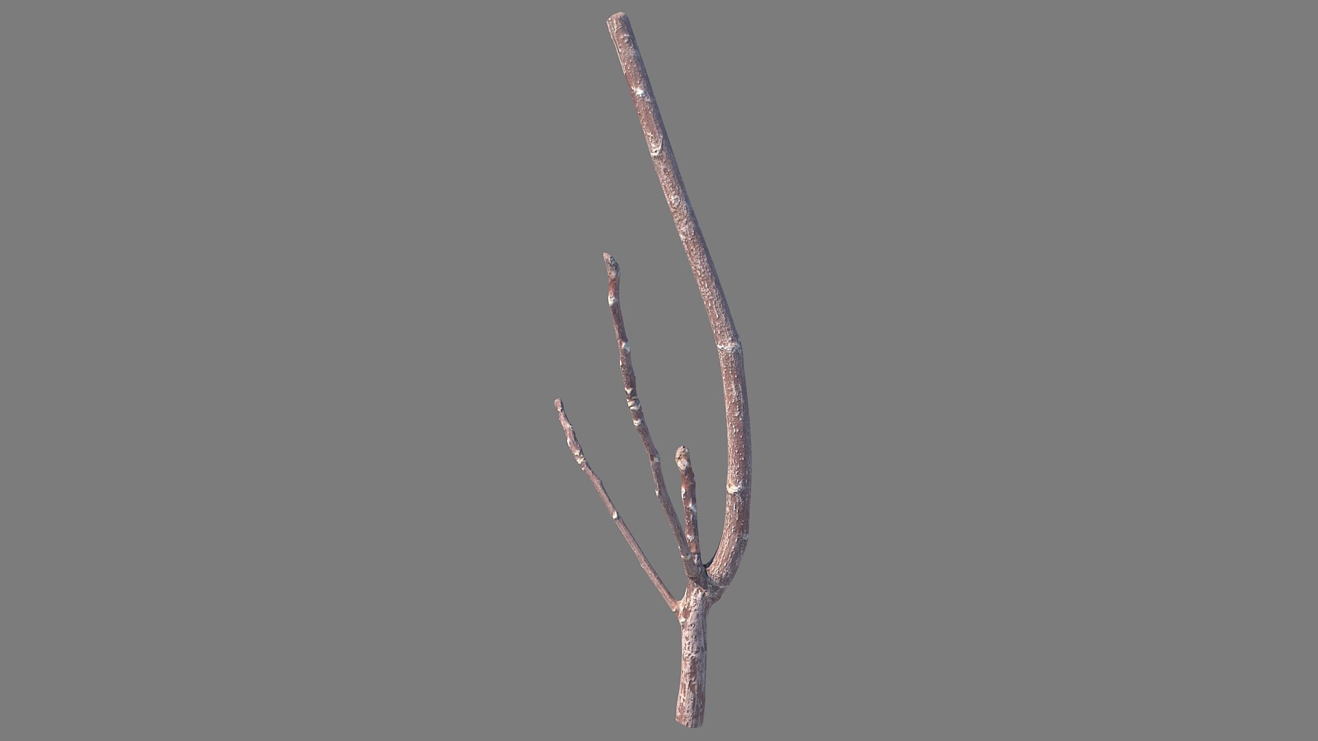 Twig Scanned 15 3D - TurboSquid 2088620