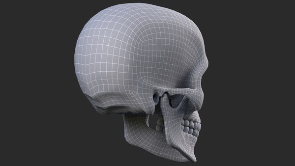 3D cranium skull - TurboSquid 1665219