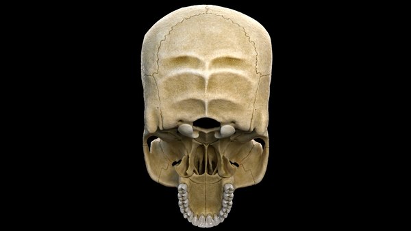 3D cranium skull - TurboSquid 1665219