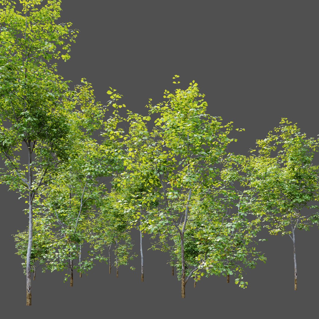 Oak Sapling Model - TurboSquid 1949436
