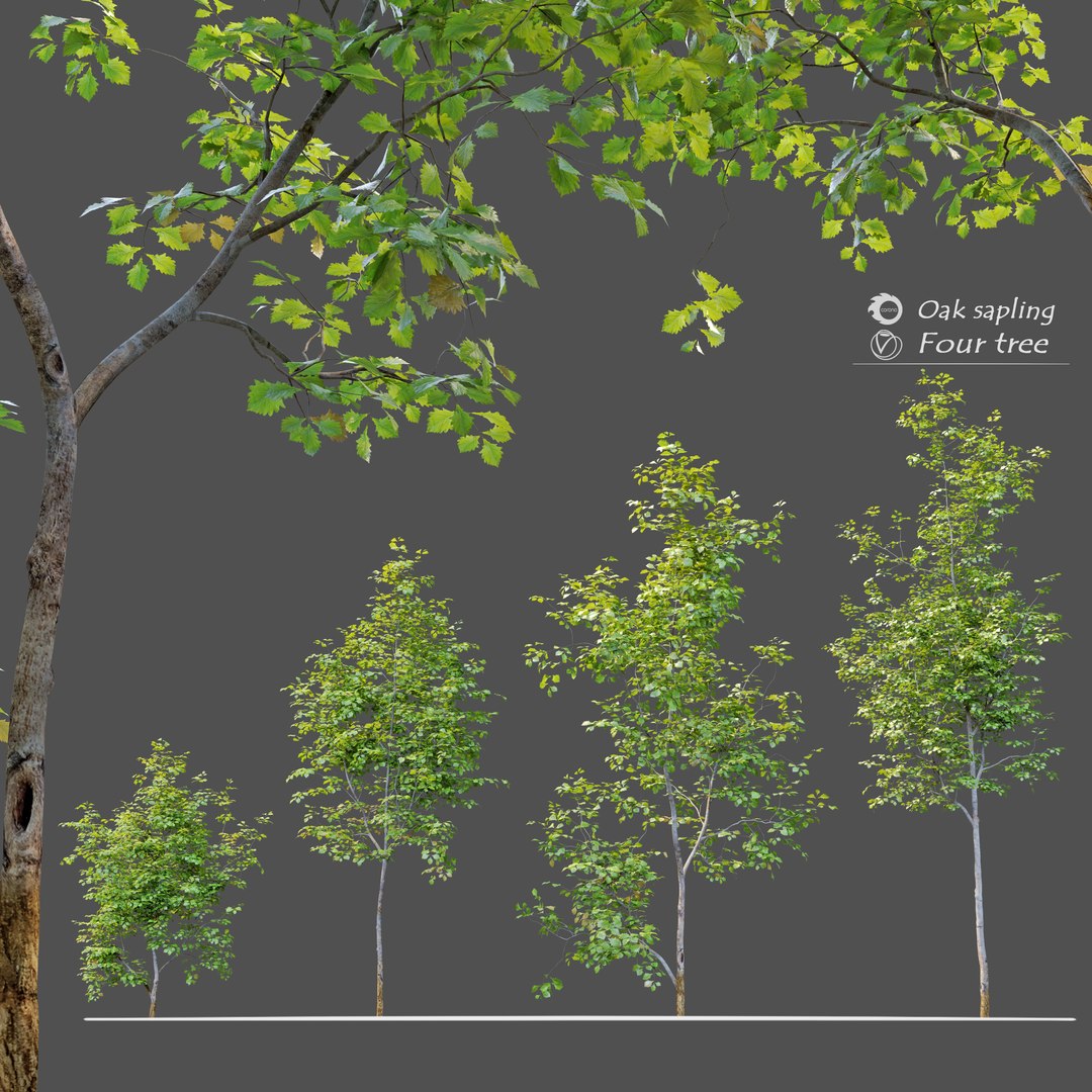 Oak Sapling Model - TurboSquid 1949436
