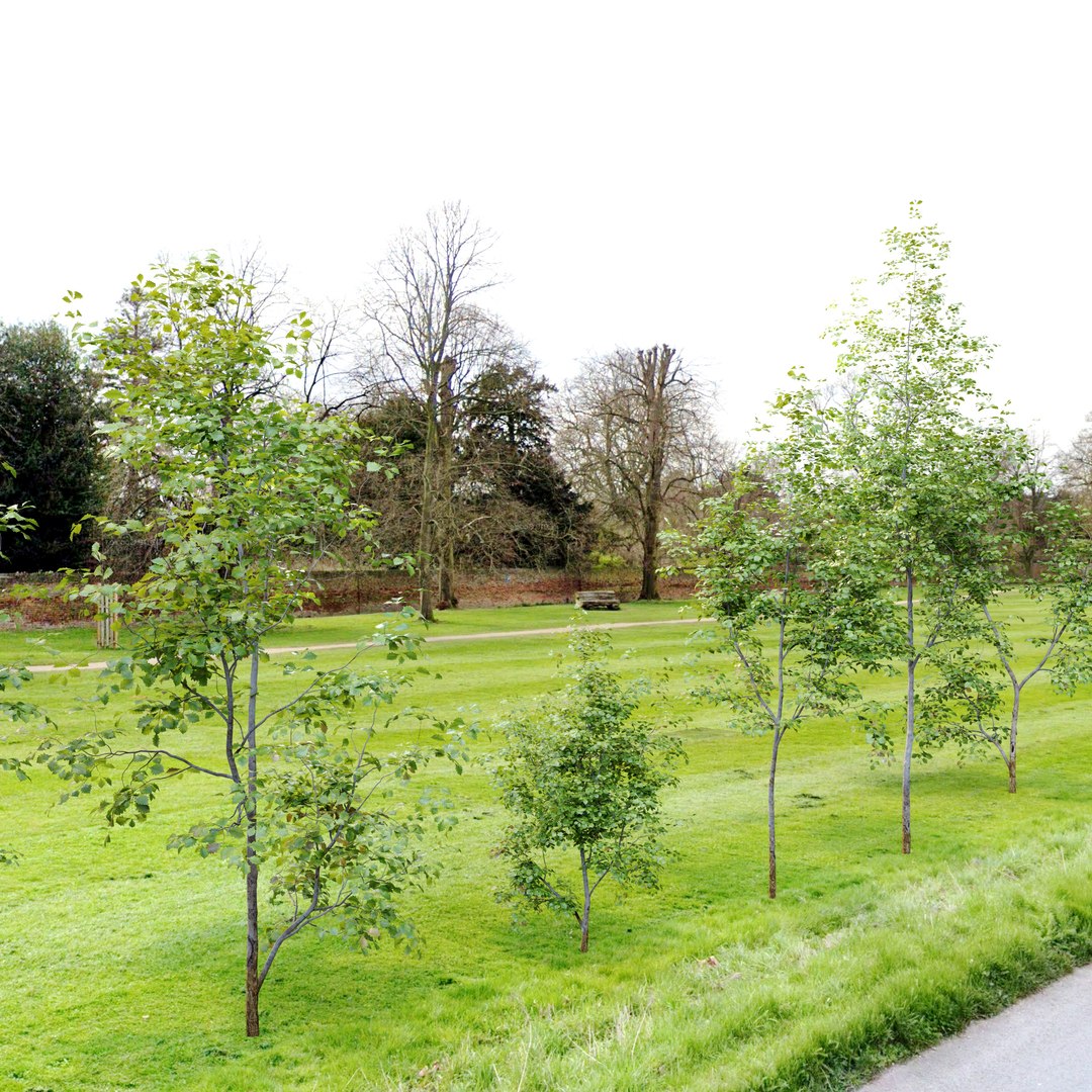 Oak Sapling Model - TurboSquid 1949436