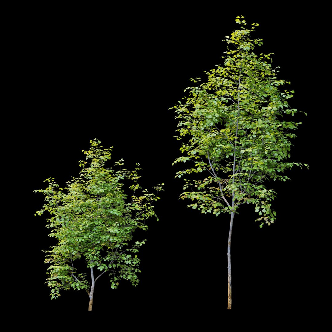 Oak Sapling Model - TurboSquid 1949436