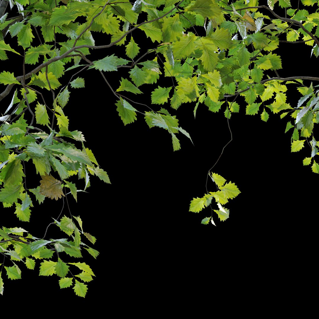 Oak Sapling Model - TurboSquid 1949436