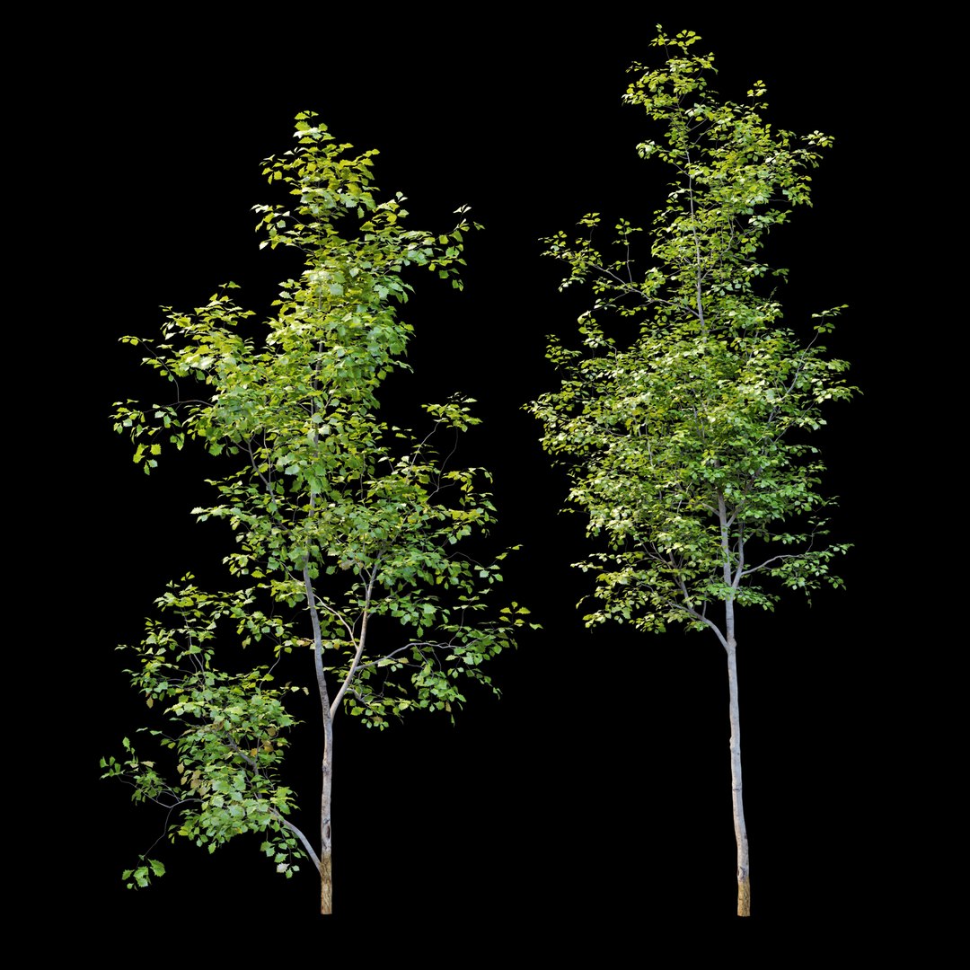 Oak Sapling Model - TurboSquid 1949436