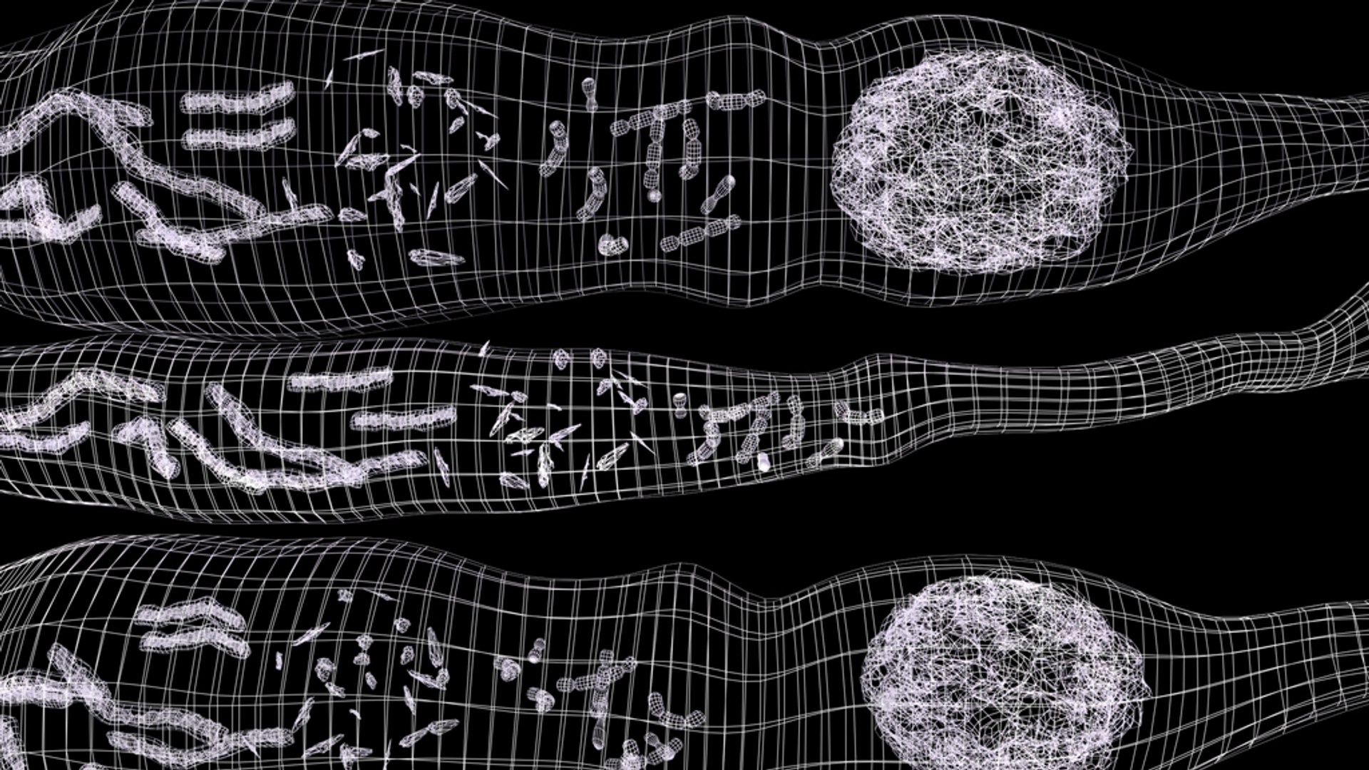 Rods Cones Eye Anatomy 3d Max