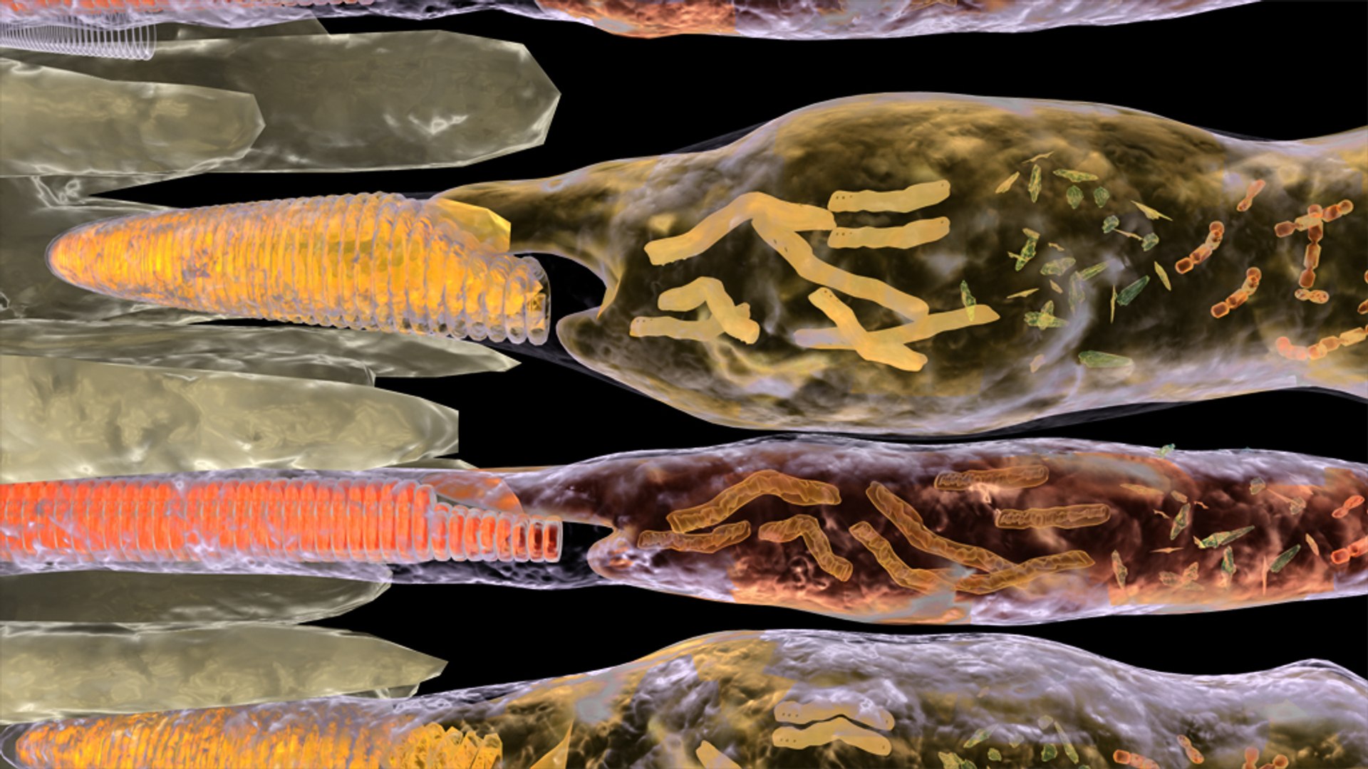 Eye Anatomy Rods Fovea Centralis All About Vision