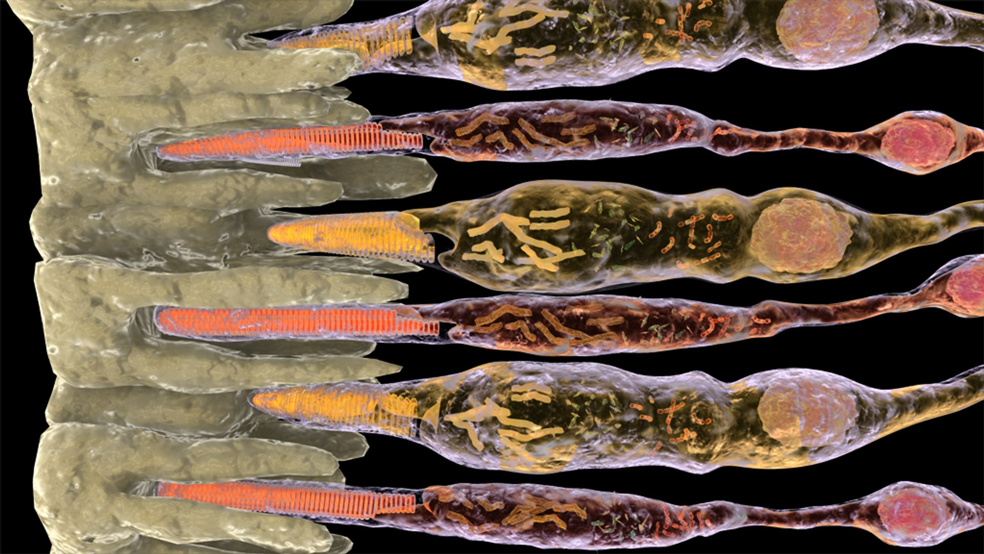 Rods Cones Eye Anatomy 3d Max