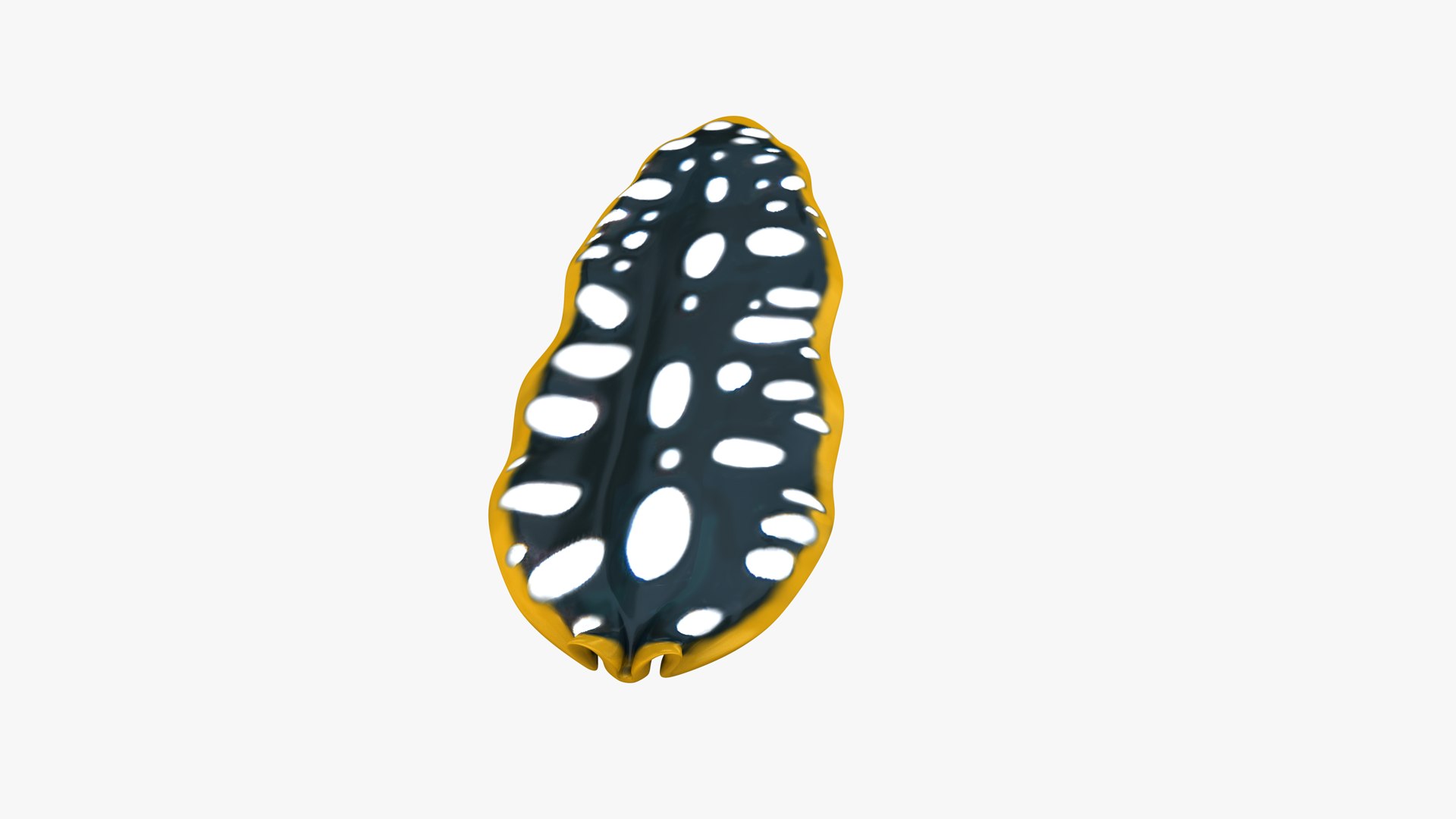 Brilliant Flatworm - Pseudoceros scintillatus 3D - TurboSquid 1855463